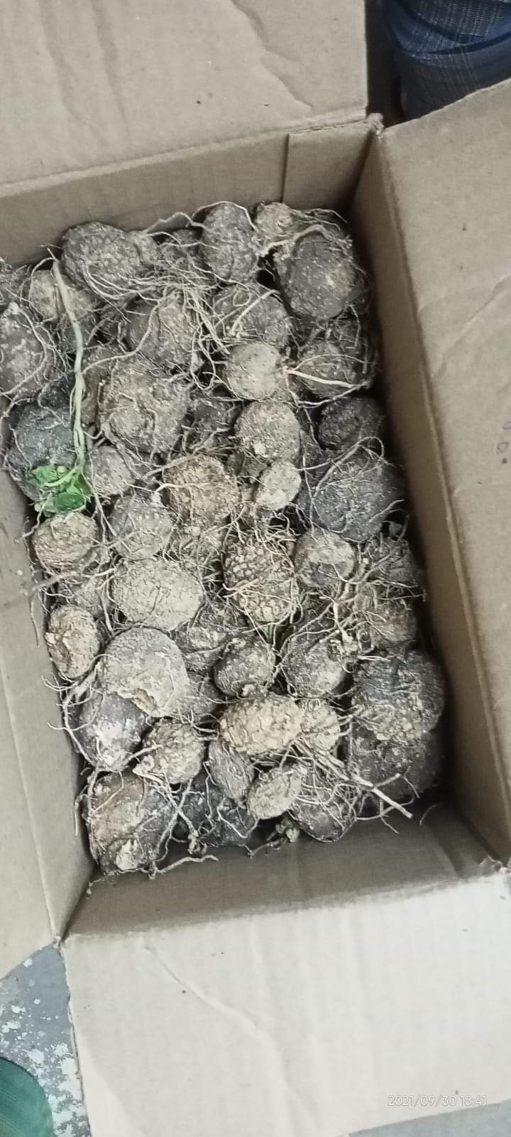 Athalaikai Seed Kilanku | அதலக்காய் விதை கிழங்கு
