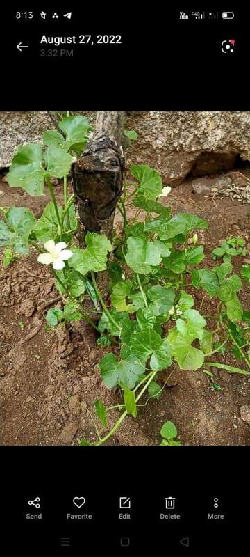 Athalaikai Seed Kilanku | அதலக்காய் விதை கிழங்கு