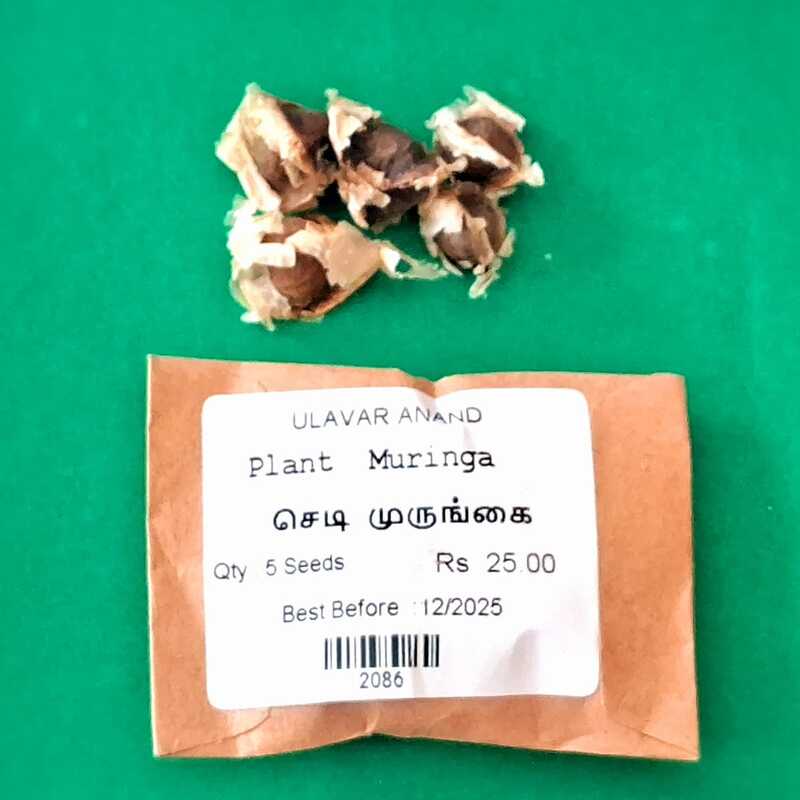 PLANT MORINGA / MURUNGAI | செடி முருங்கை
